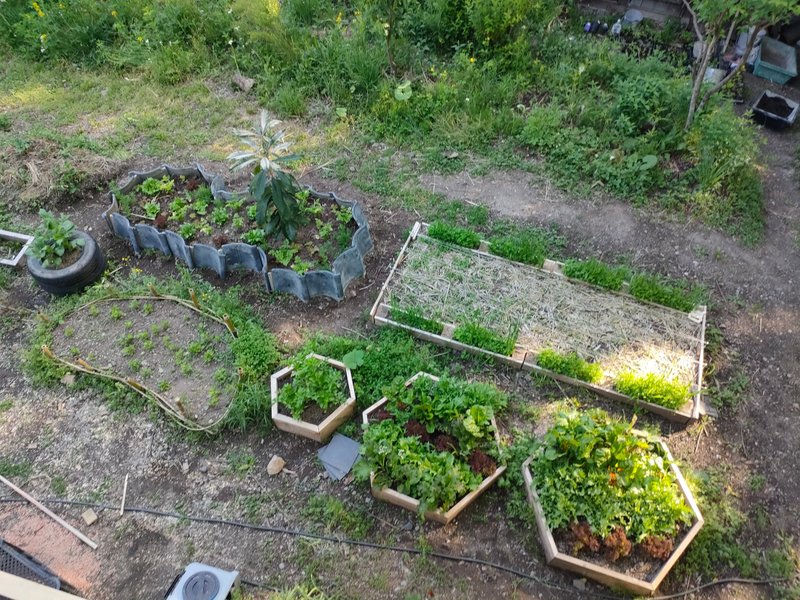 レイズドベッドの野菜が美しい｜shanthi-usui