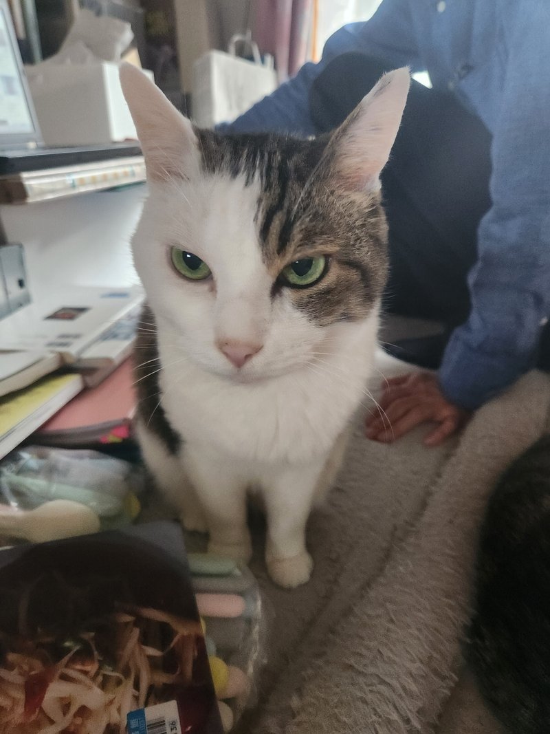 足元の命｜shironeko