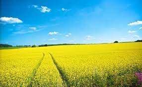 アラビア語で、日本の苗字。10リスト｜MULTILINGIRL♪（12言語コーチ・ブログ収入生活）→ノマド生活7年目