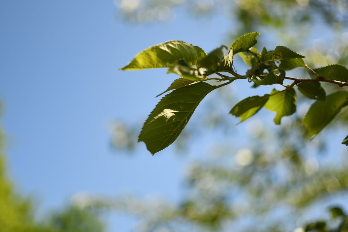 6月の海士町 青空がうれしいころ😊｜ないものはない 海士町公式 note