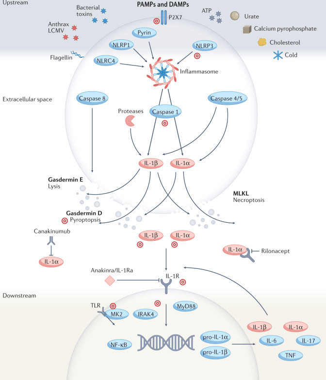 血漿中IL-1β/DNA複合体:IL-1媒介性自己炎症性疾患（AID）鑑別診断に役立つ｜Makisey