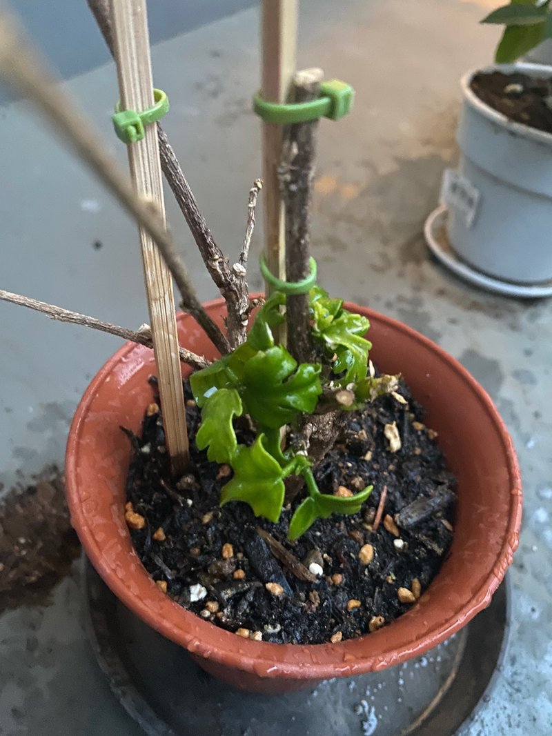 0527〜0602🍴｜小野町子 🖌️もの書き