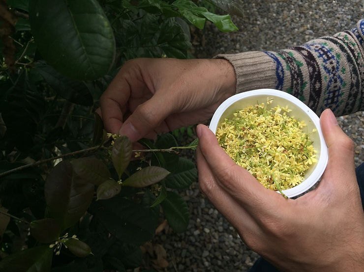 木犀の香りで、うっとり癒されましょう。｜Lin Pinchun｜台湾出身の台湾茶研究家