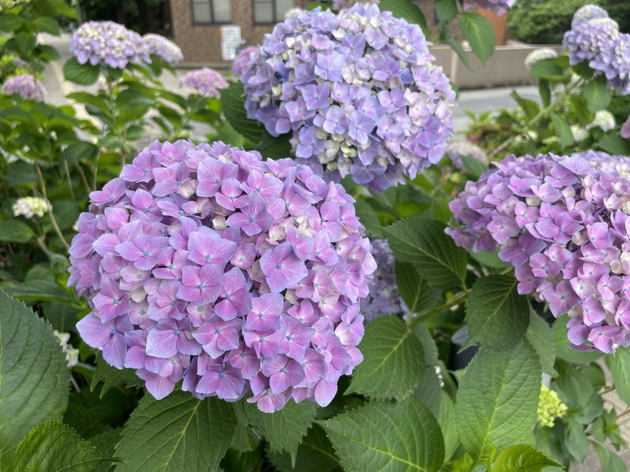 古澤 伸泰/Furusawa Nobuyasu｜note