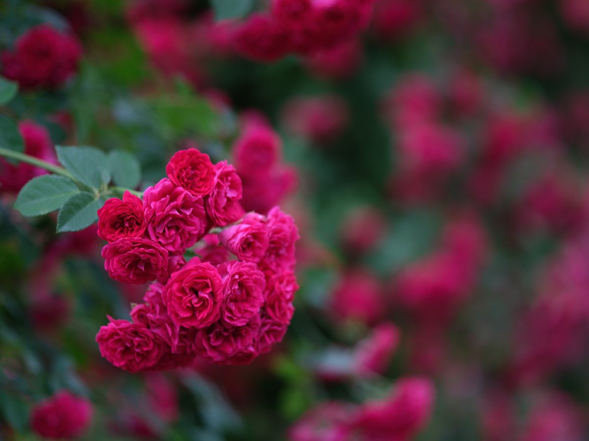 FUJIFILM機材のはなし｜まぁぼ