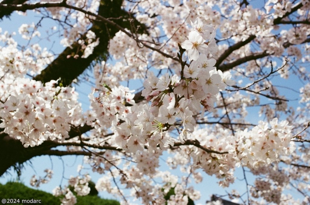 Now it's too late, but the cherry blossoms of 2024.｜modarc