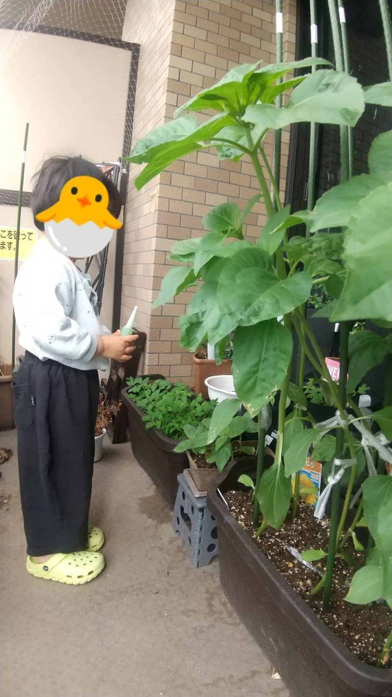 ベランダ四季 春5月③｜Yae Sonoda*園田やえ