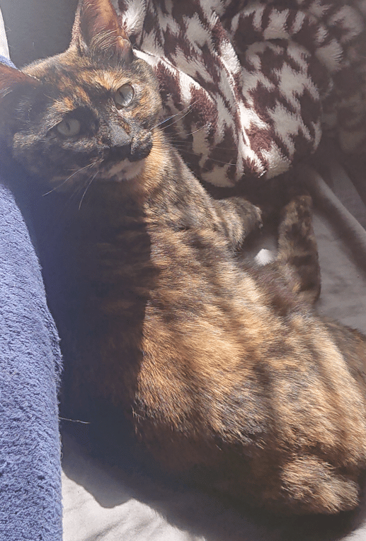 サビ鉢｜sabi_cat