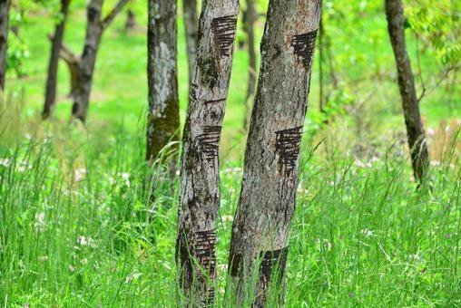 Writing about ”Urushi”｜Tomomi