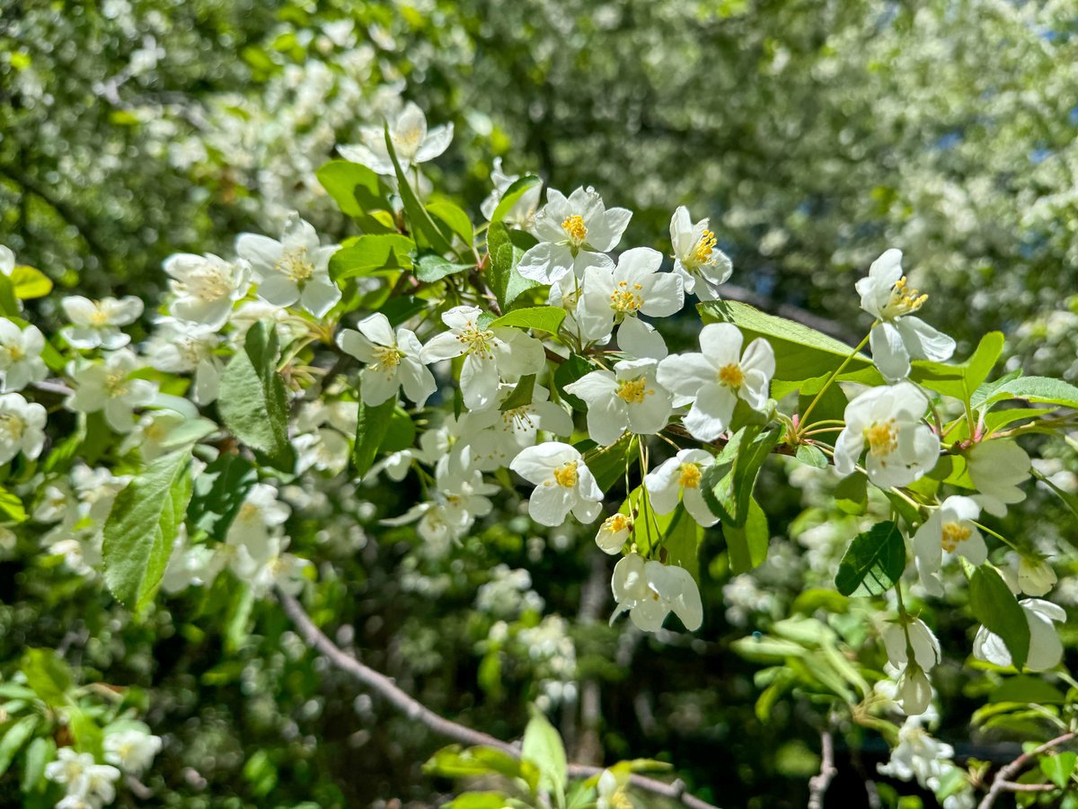 上高地に咲く白い花たち｜Cressonboy