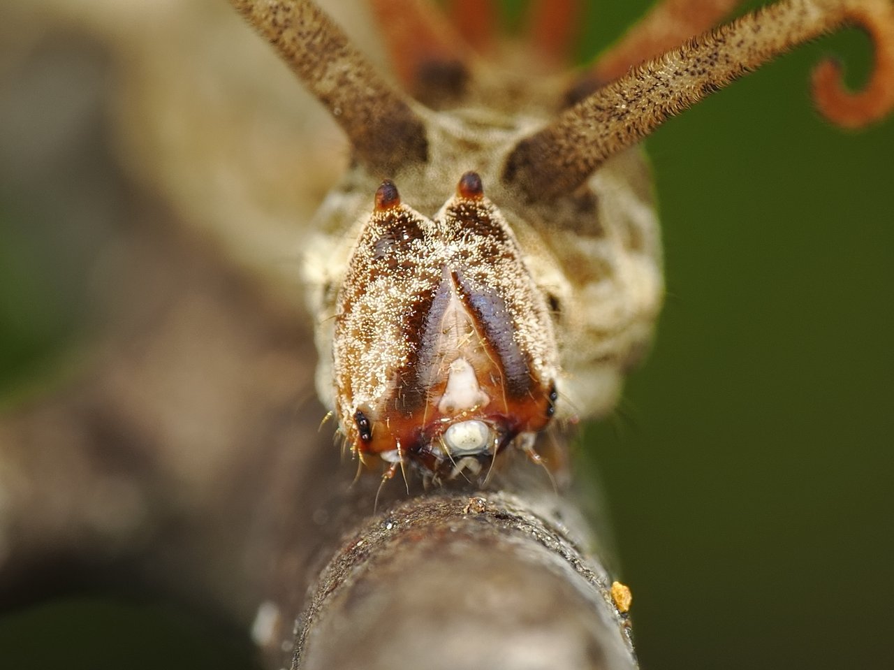 Hirokazu Nakao｜note