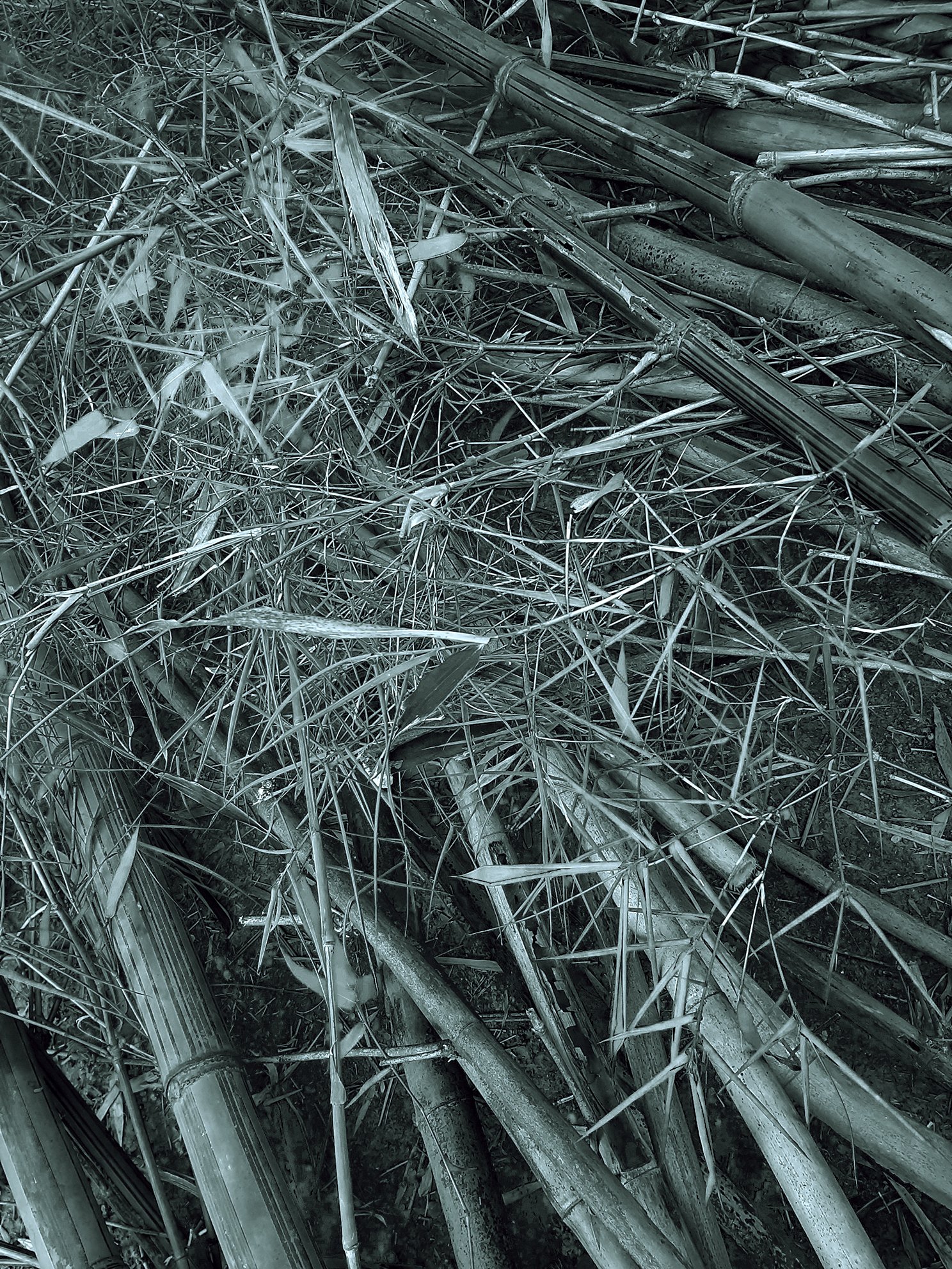 台北市大安森林公園／Tâi-pak-chhī Tāi-an-sim-lîm-kong-hn̂g｜Go chiong