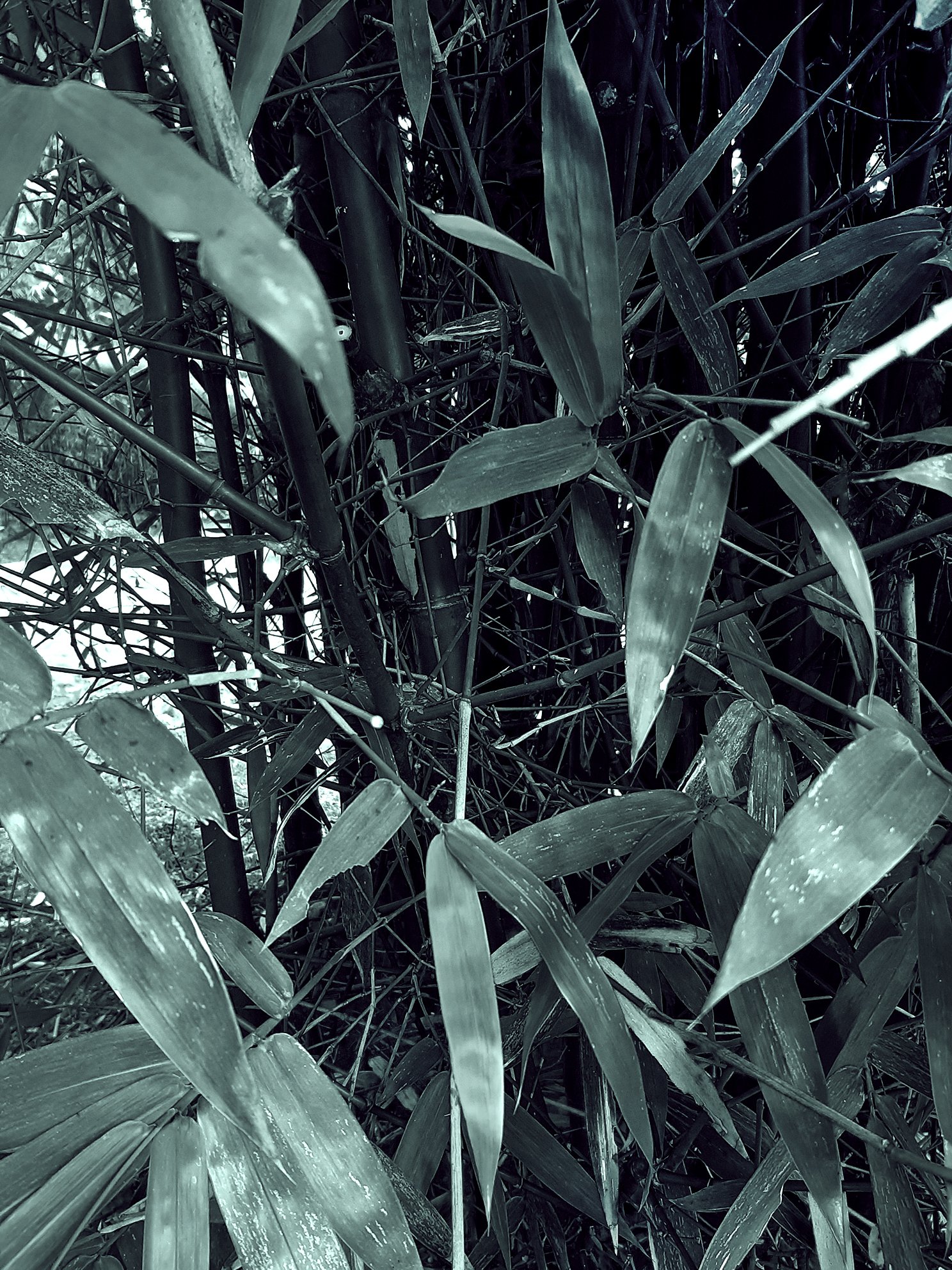 台北市大安森林公園／Tâi-pak-chhī Tāi-an-sim-lîm-kong-hn̂g｜Go chiong