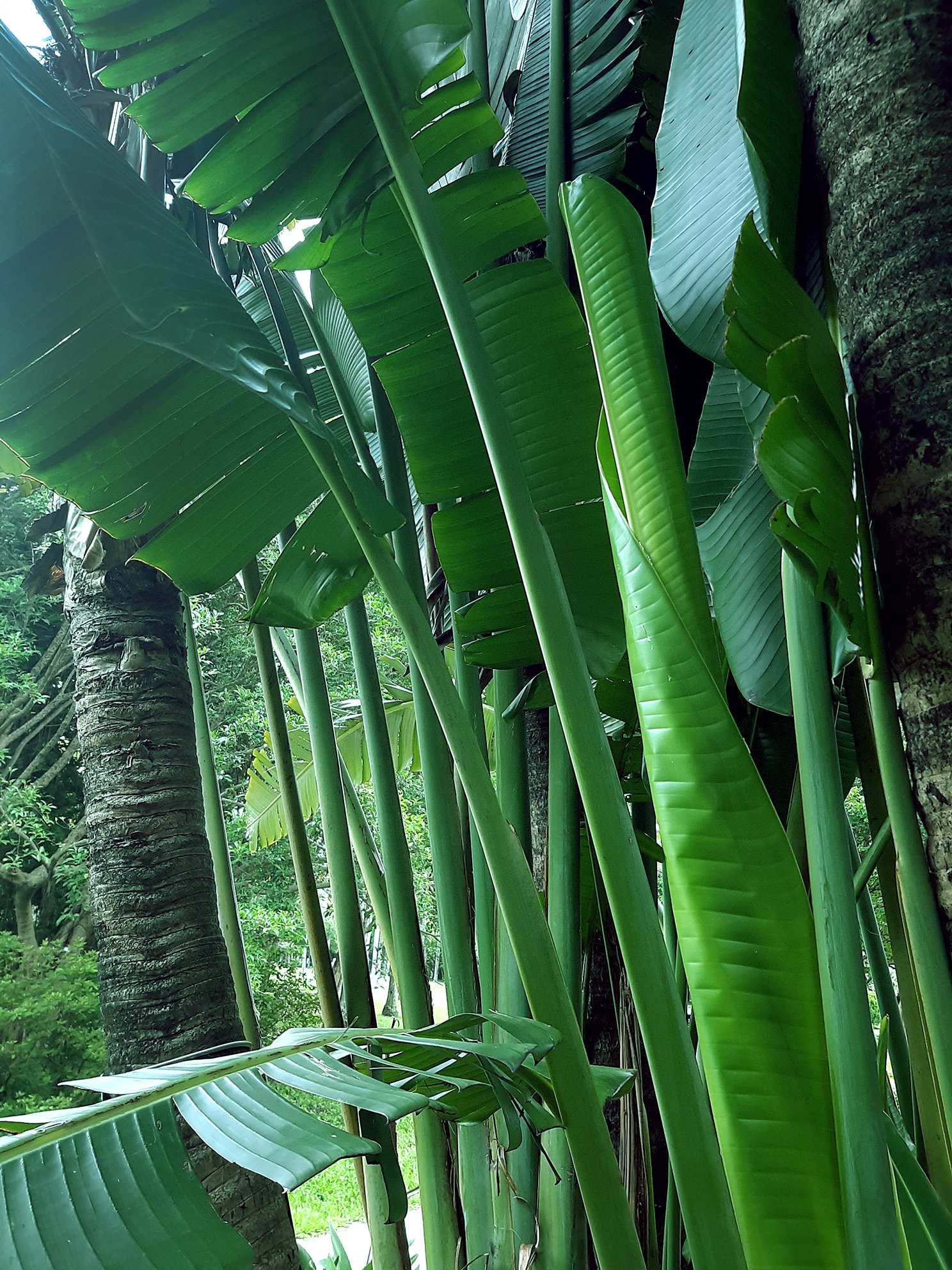 台北市大安森林公園 Tâi-pak-chhī Tāi-an-sim-lîm-kong-hn̂g｜Go chiong