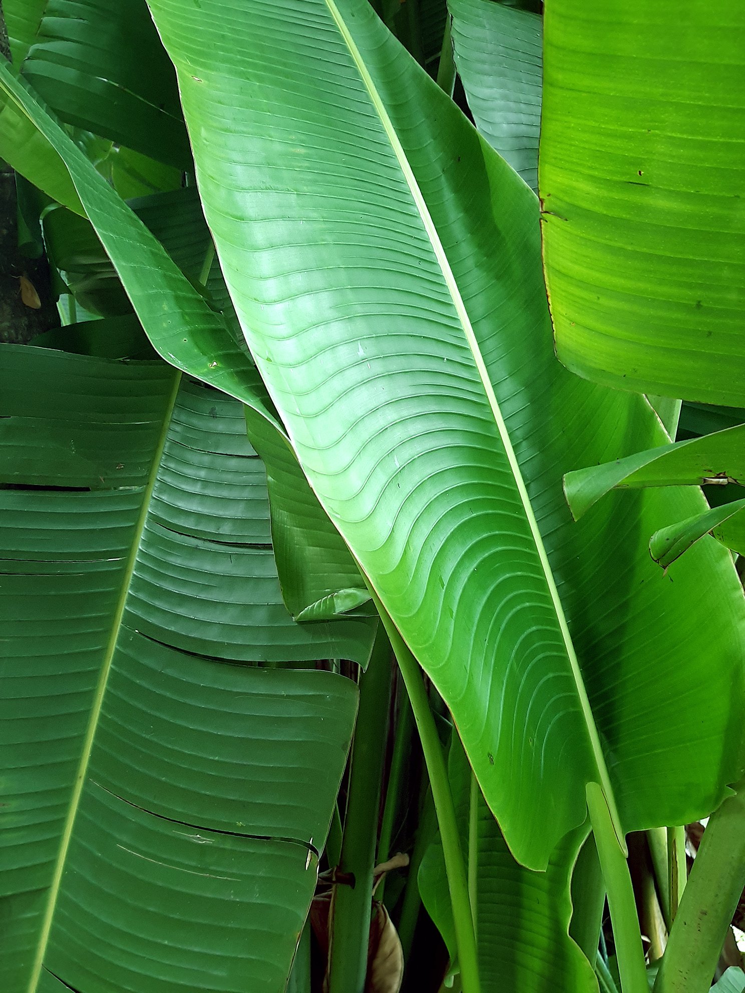 台北市大安森林公園 Tâi-pak-chhī Tāi-an-sim-lîm-kong-hn̂g｜Go chiong