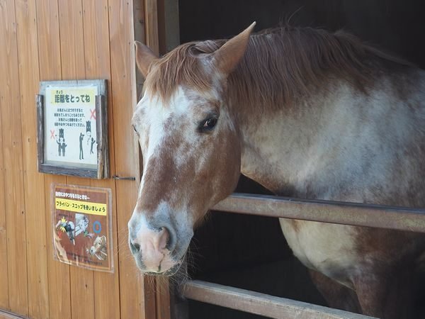 ウマ Horse｜M_ayumi