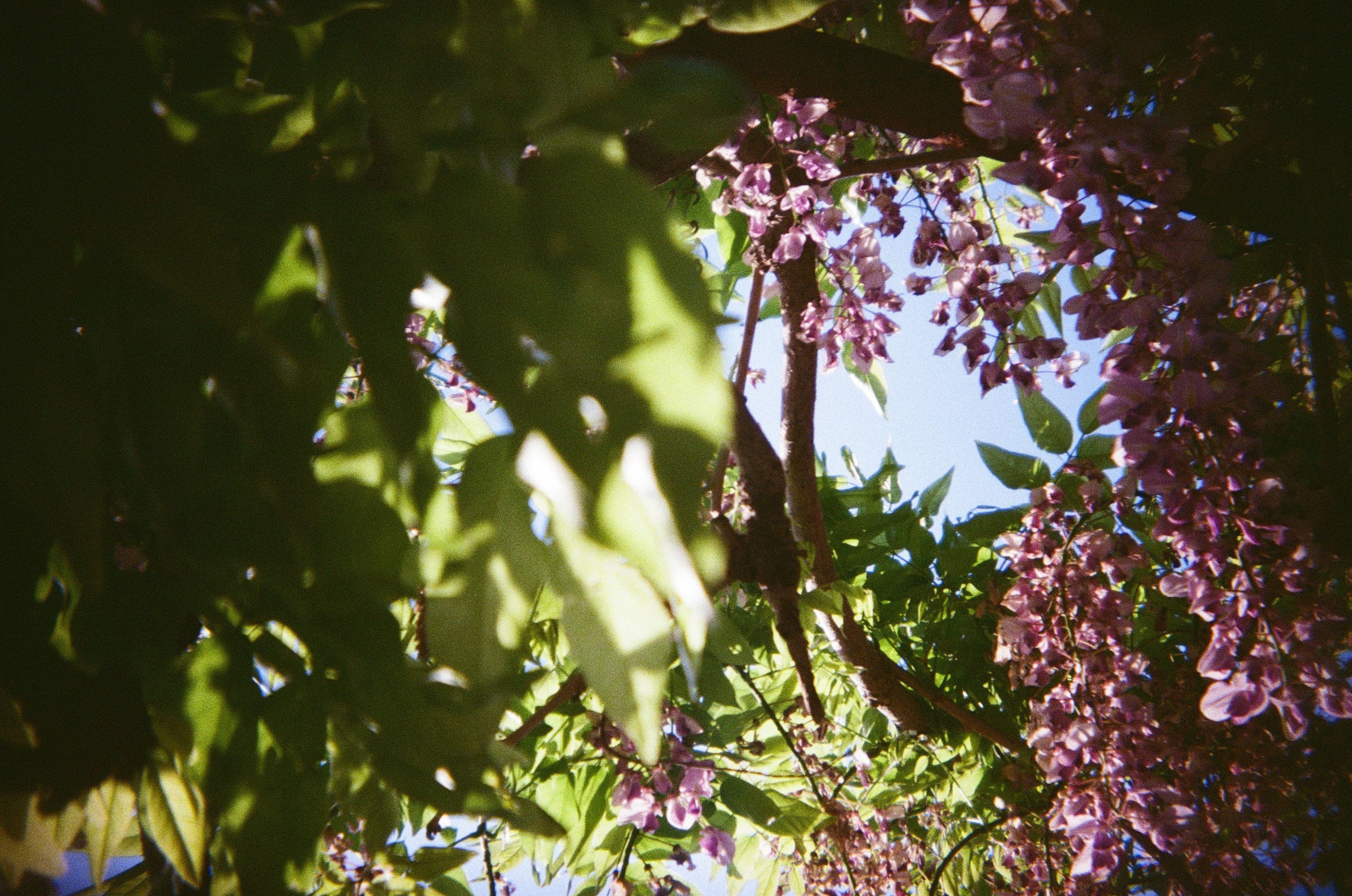 holga 135bc/トイカメラ｜midori