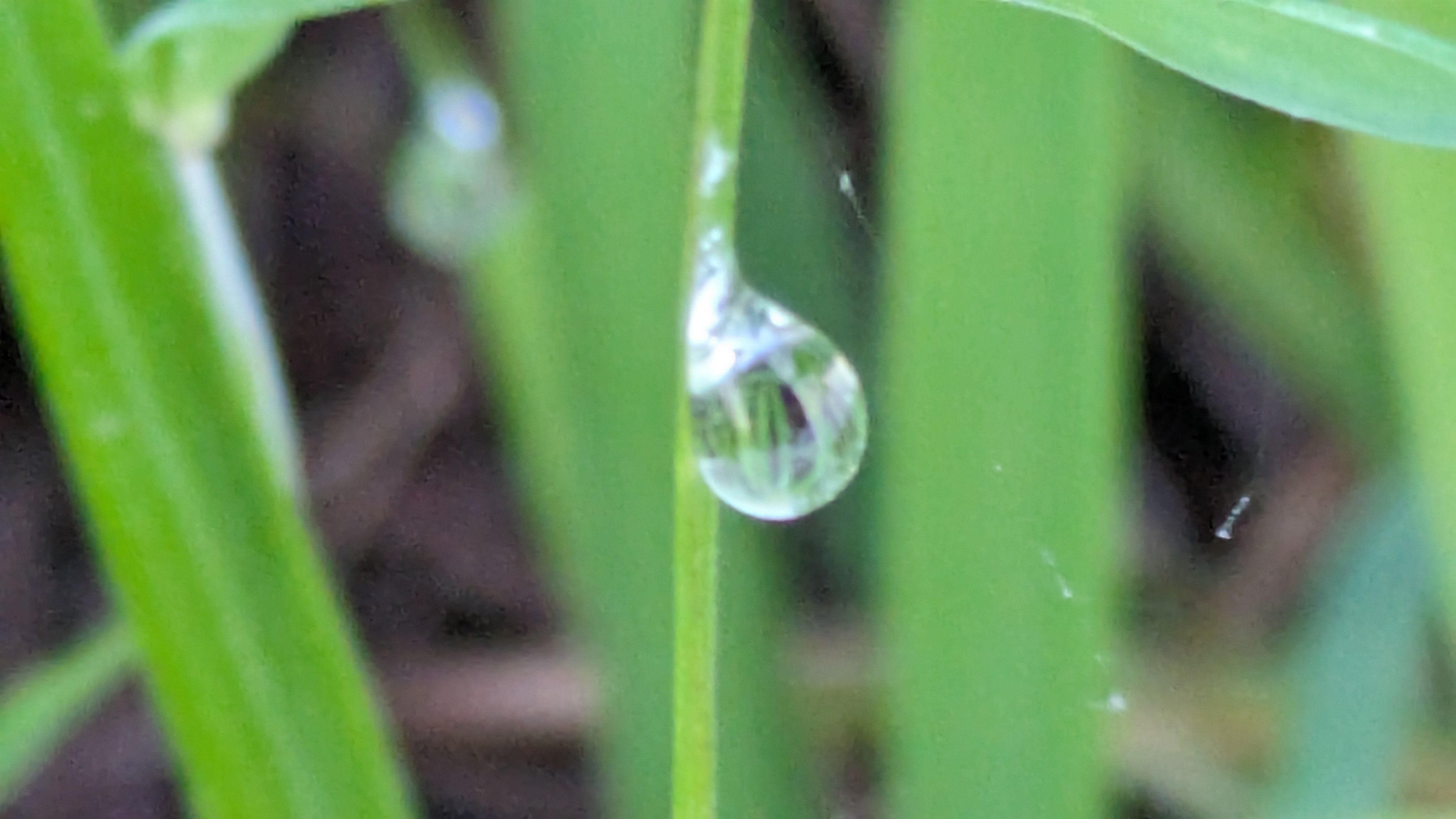 今朝の水滴③｜ichiro70