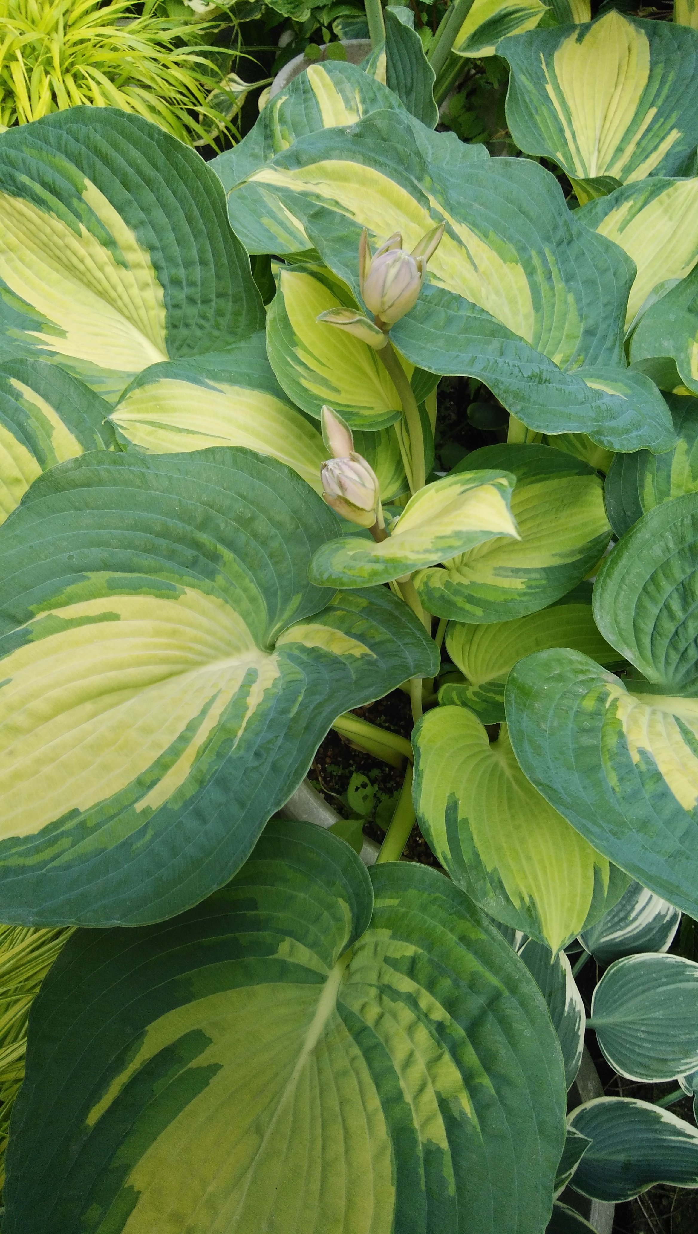 miyukitty日記2024NO2｜miyukitty