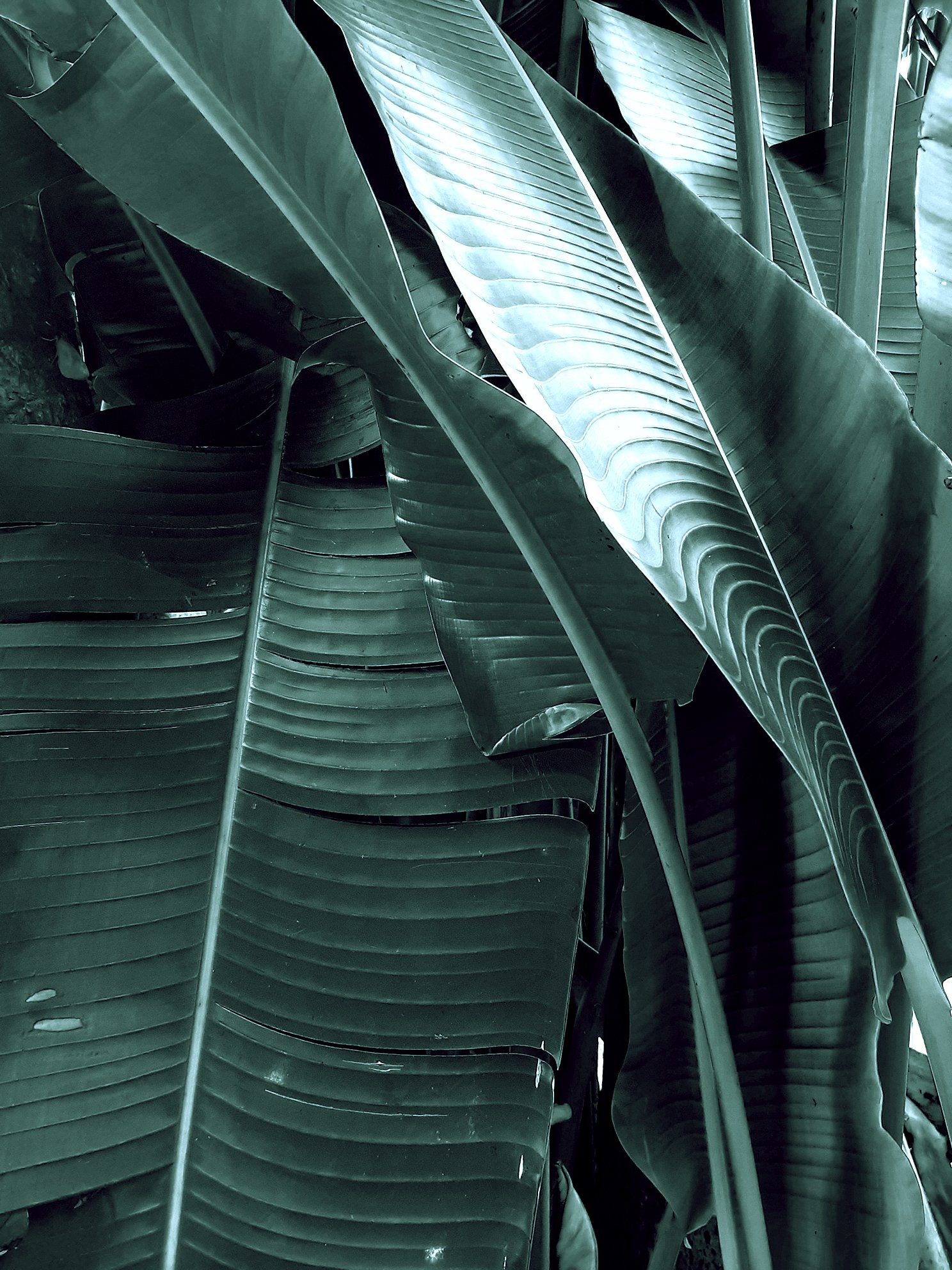 台北市大安森林公園 Tâi-pak-chhī Tāi-an-sim-lîm-kong-hn̂g｜Go chiong