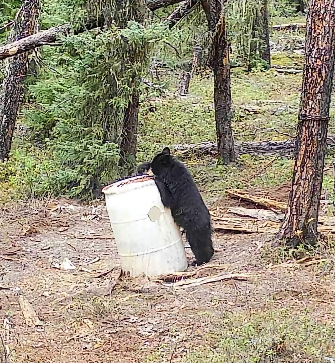 春の熊狩りの季節です、、、が。｜AzCha