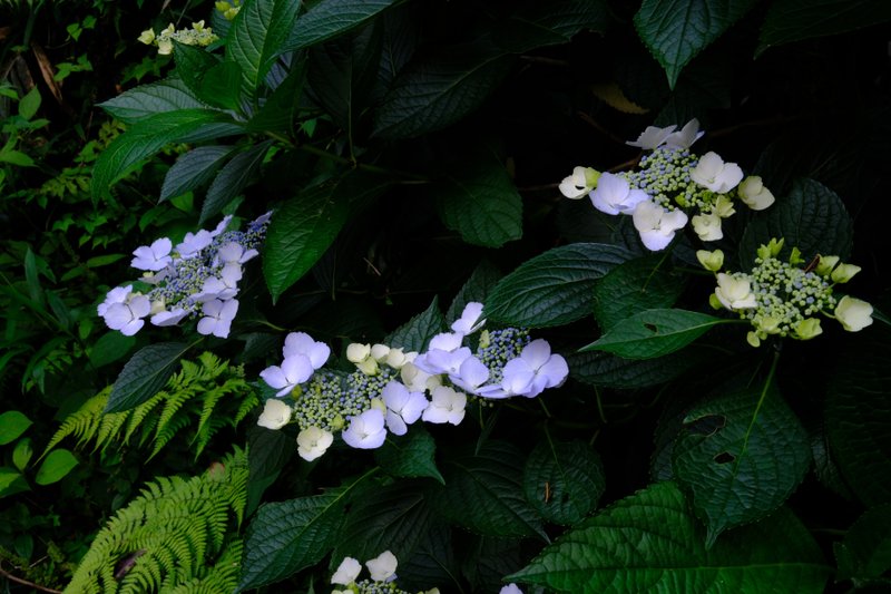 Fujifilm X-T5で紫陽花を撮ってみました。自然農の畑で野菜の花も撮影。｜fold_hama