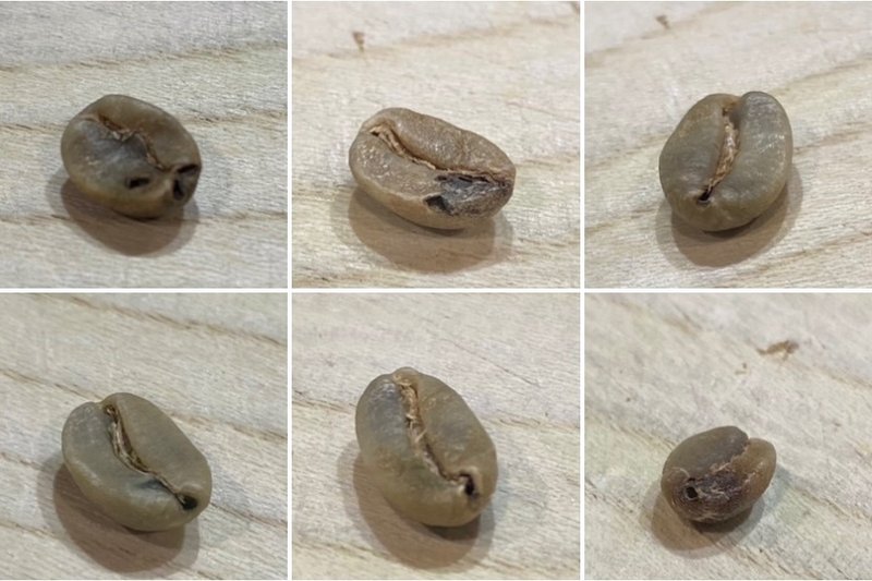 【虫食い】と【カビ】 コーヒーの欠陥豆について｜stim_coffee_自家焙煎/コーヒー豆/ネットショップ