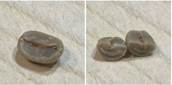 【虫食い】と【カビ】 コーヒーの欠陥豆について｜stim_coffee_自家焙煎/コーヒー豆/ネットショップ