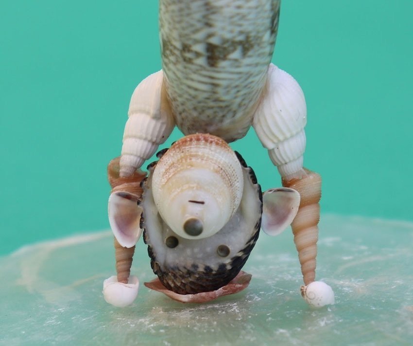 「ブレイキン」｜zoo_shell