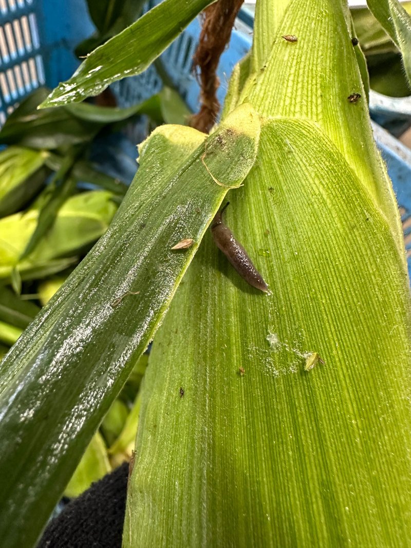 2024とうもろこし(12)害虫：ナメクジ｜NicePapa 平野 尚志