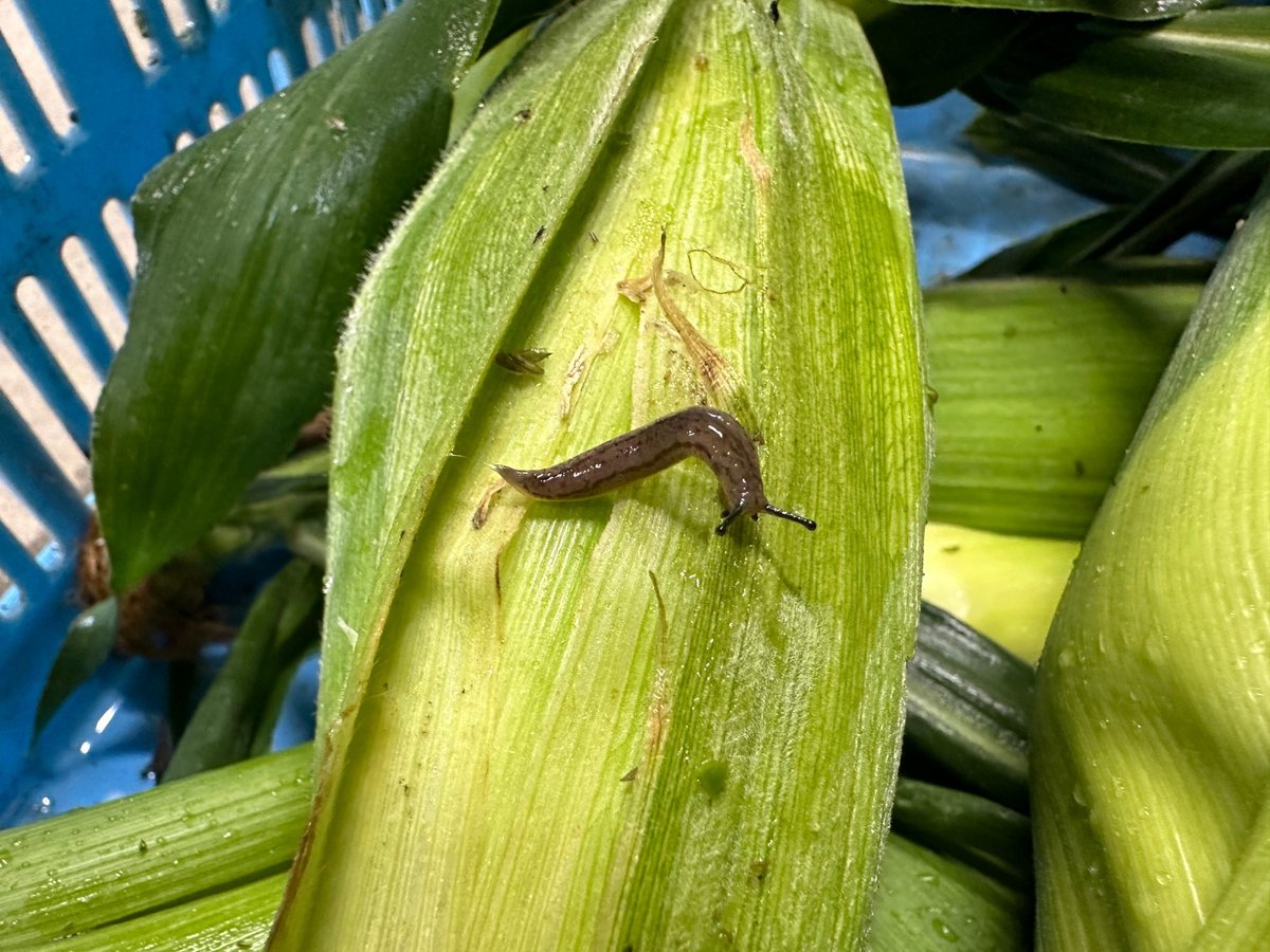 2024とうもろこし(12)害虫：ナメクジ｜NicePapa 平野 尚志