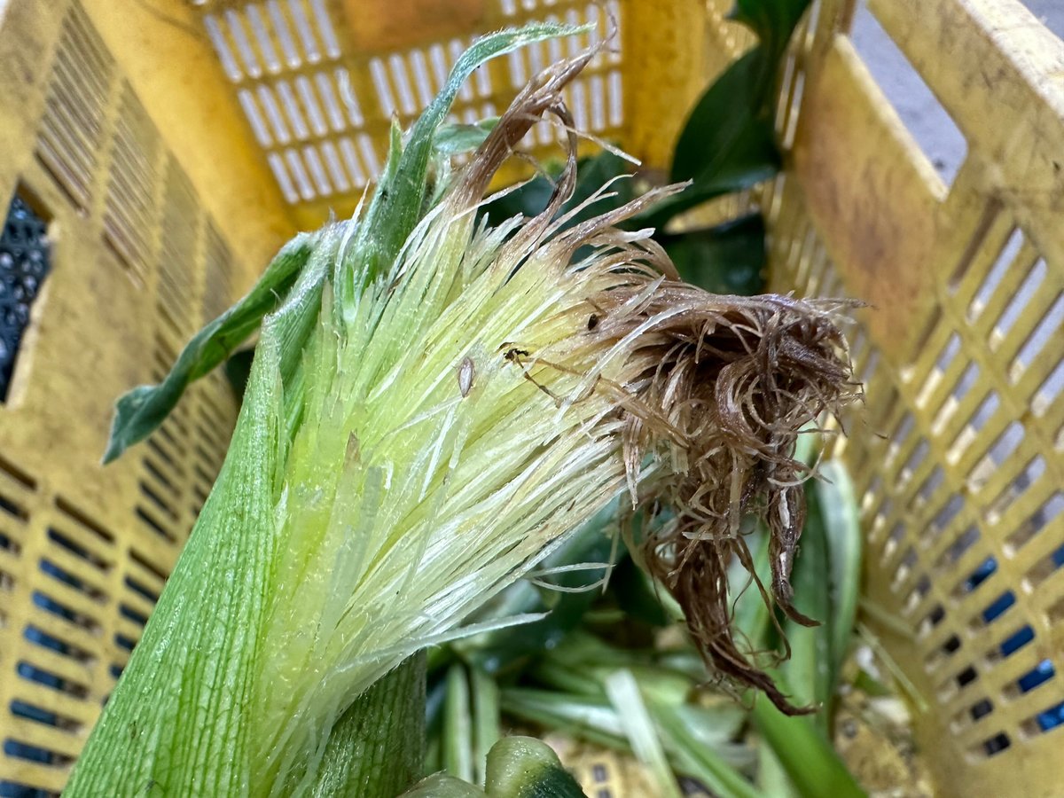 2024とうもろこし(12)害虫：ナメクジ｜NicePapa 平野 尚志