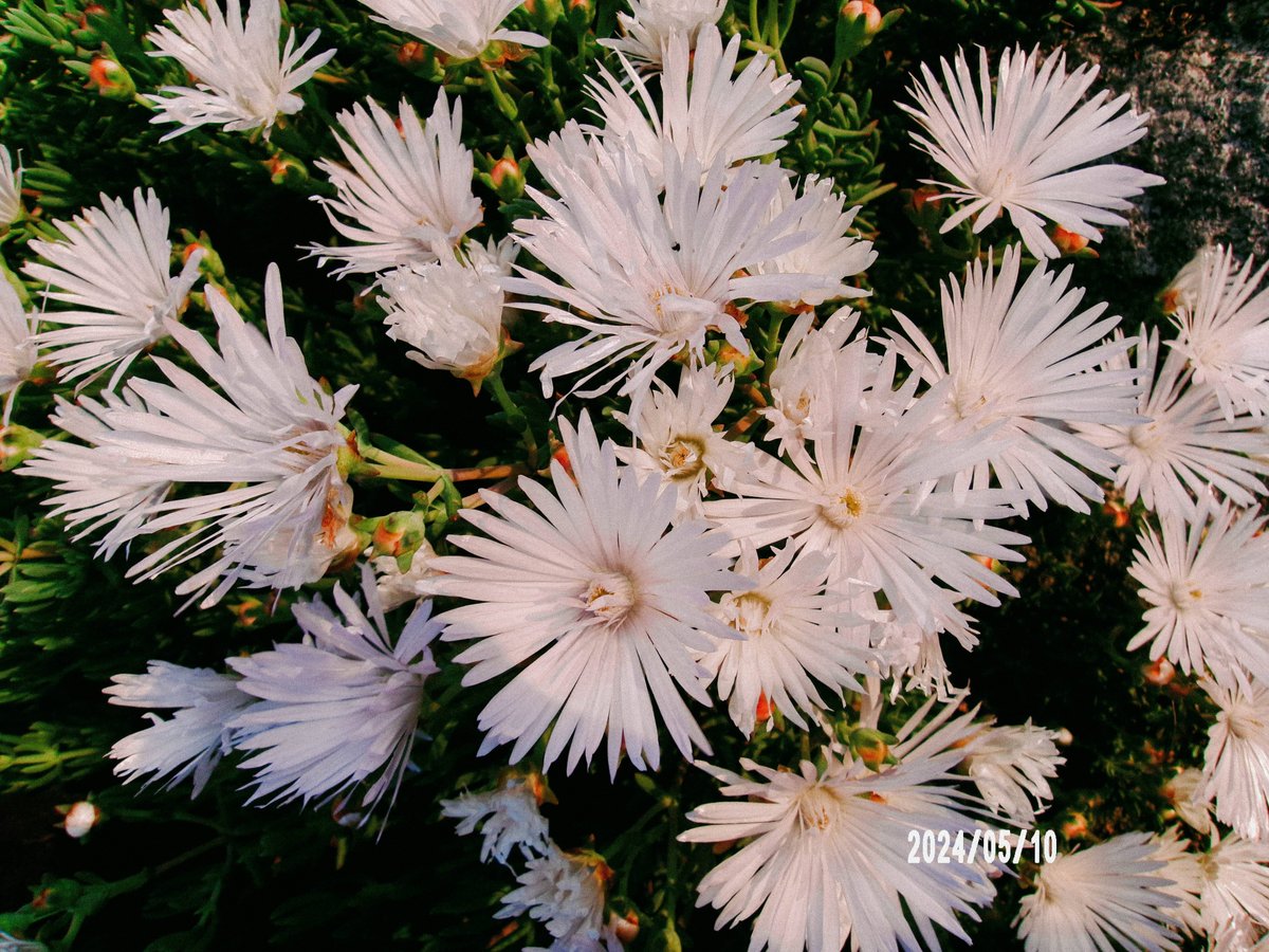 Kodak PIXPRO FZ45というコンデジ｜uhe / Yuhei Okamoto