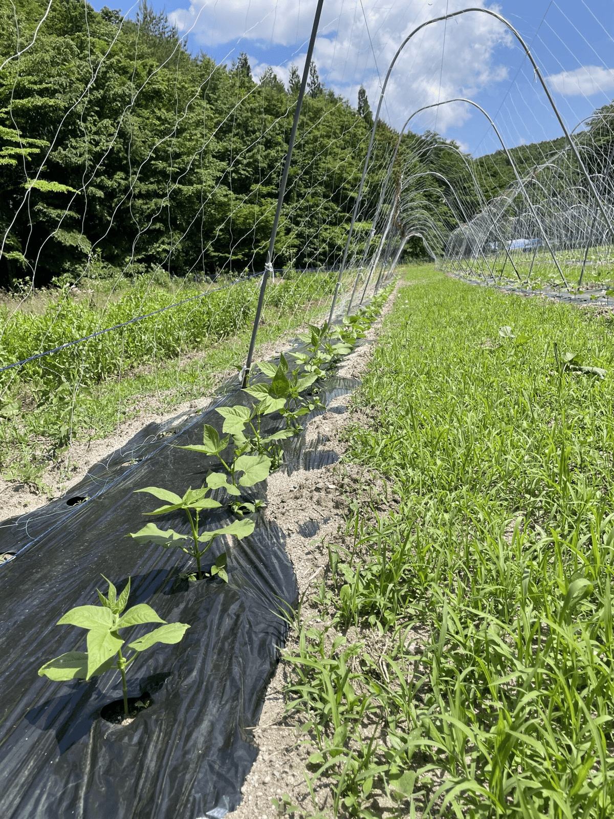 そろそろインゲン！！｜Osada Takuya