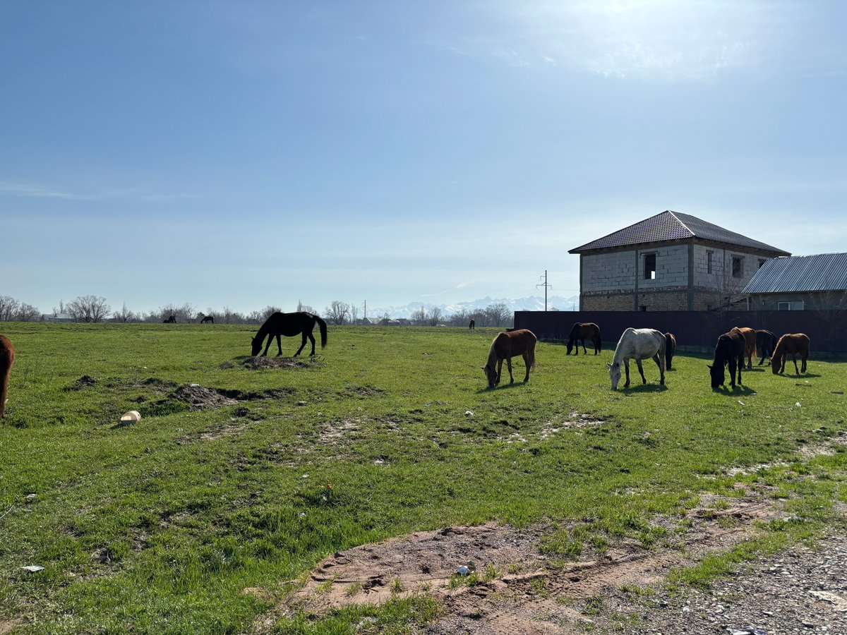 【カザフスタン🇰🇿での日々】 ベシュバルマック｜toshio