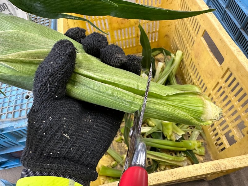 2024とうもろこし(13)出荷調整｜NicePapa 平野 尚志