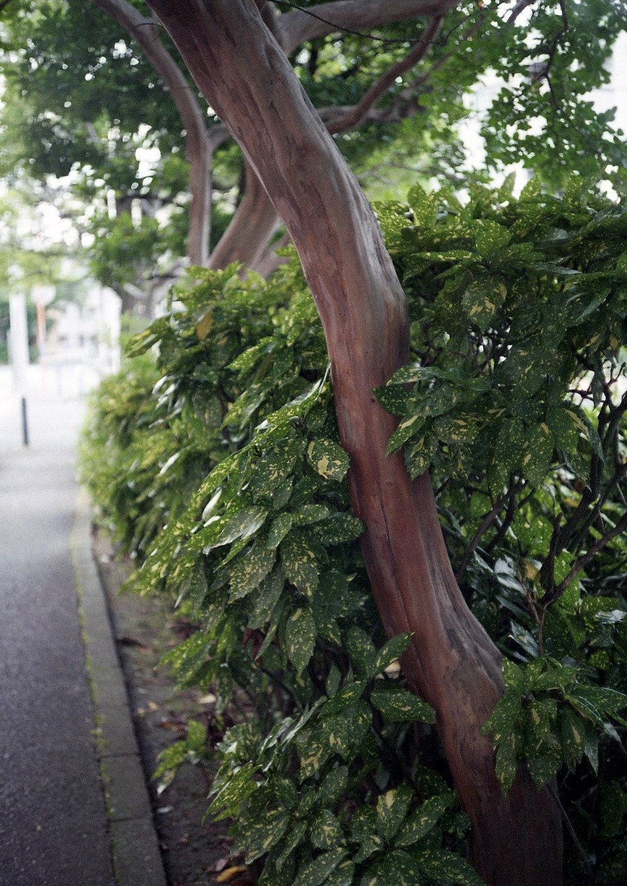 24年6月 Olympus PenD3｜robert_oku