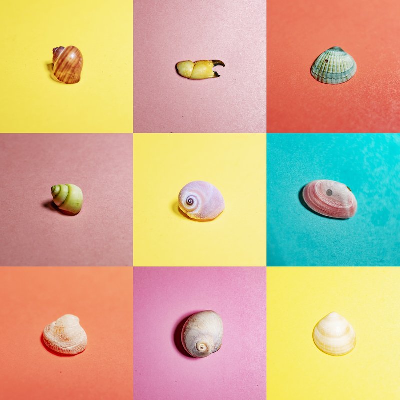 2024.6 貝殻｜elica.