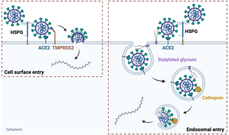 細胞シアログリカンはSARS-CoV-2のエンドソームと細胞表面への侵入に異なる必要性｜カイン