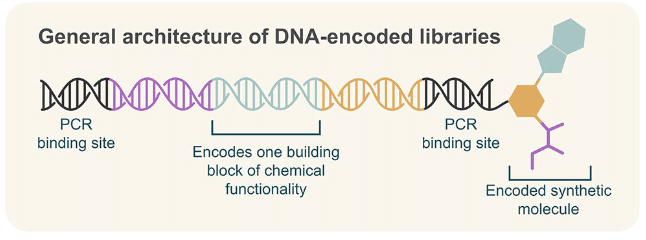 【創薬技術紹介 vol.1】 DNA-Encoded Library（DEL）｜くすりのみーた
