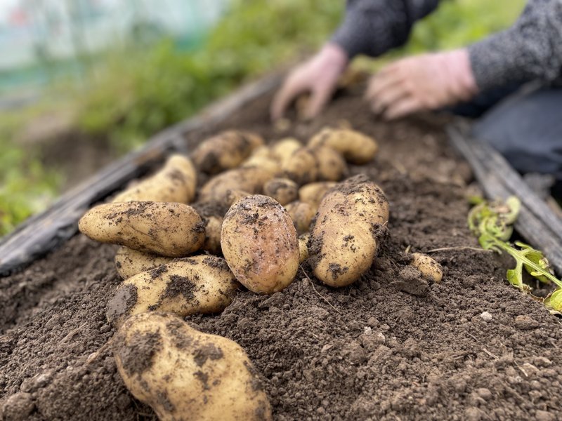 6月も終盤に・・・｜SANAE FARM | さなえファーム