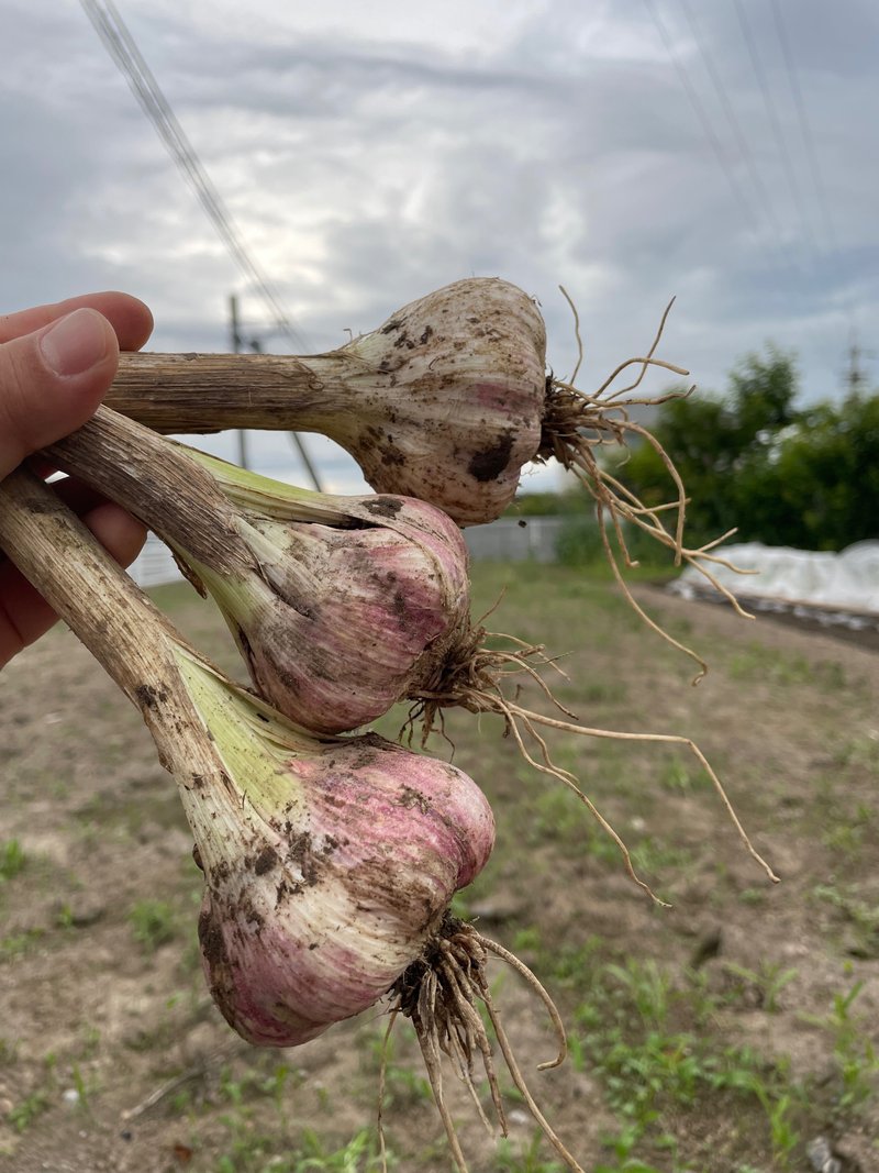 6月も終盤に・・・｜SANAE FARM | さなえファーム