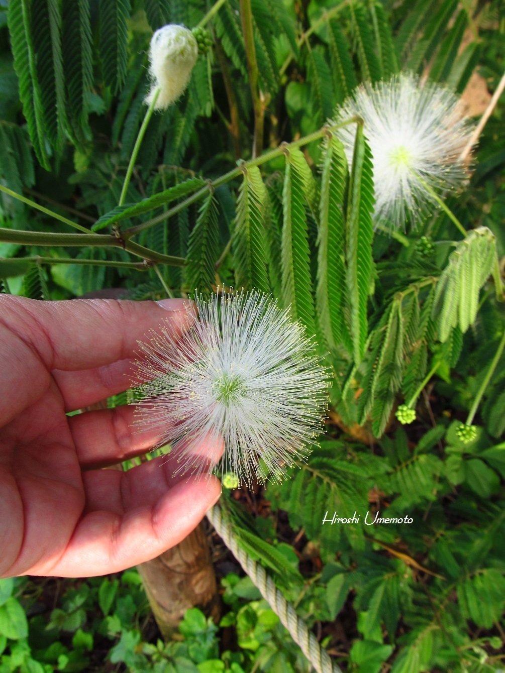 シロバナネム（白花合歓）Calliandra portoricensis｜ume_hiro