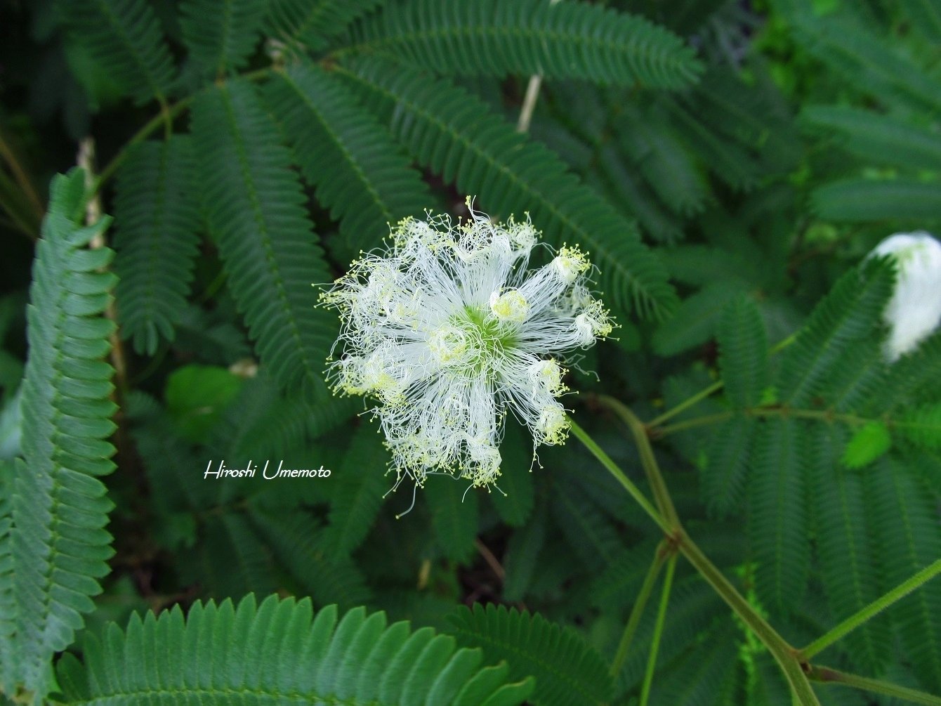 シロバナネム（白花合歓）Calliandra portoricensis｜ume_hiro