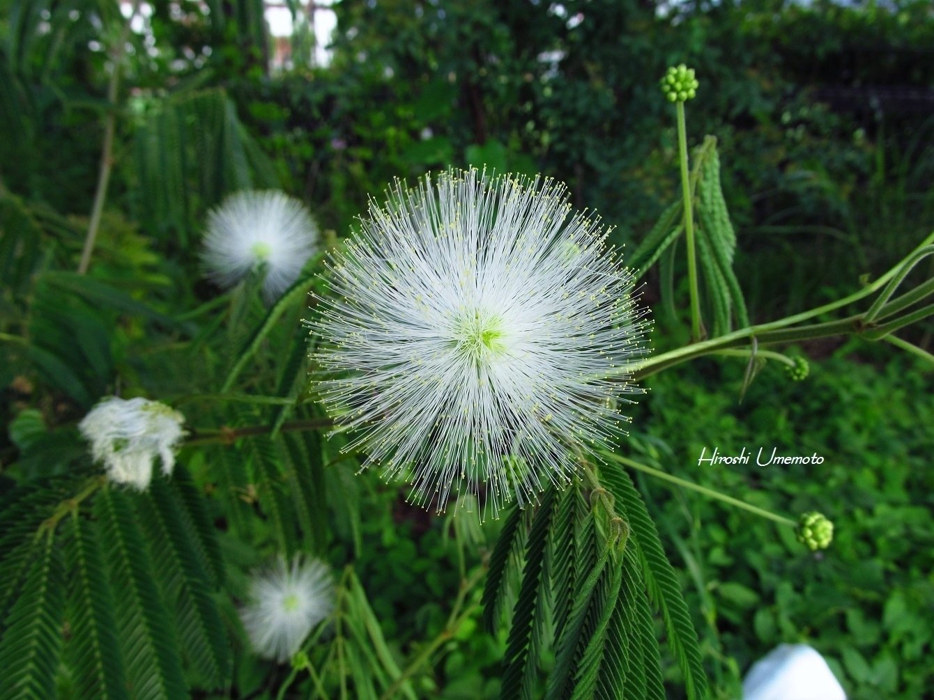 シロバナネム（白花合歓）Calliandra portoricensis｜ume_hiro