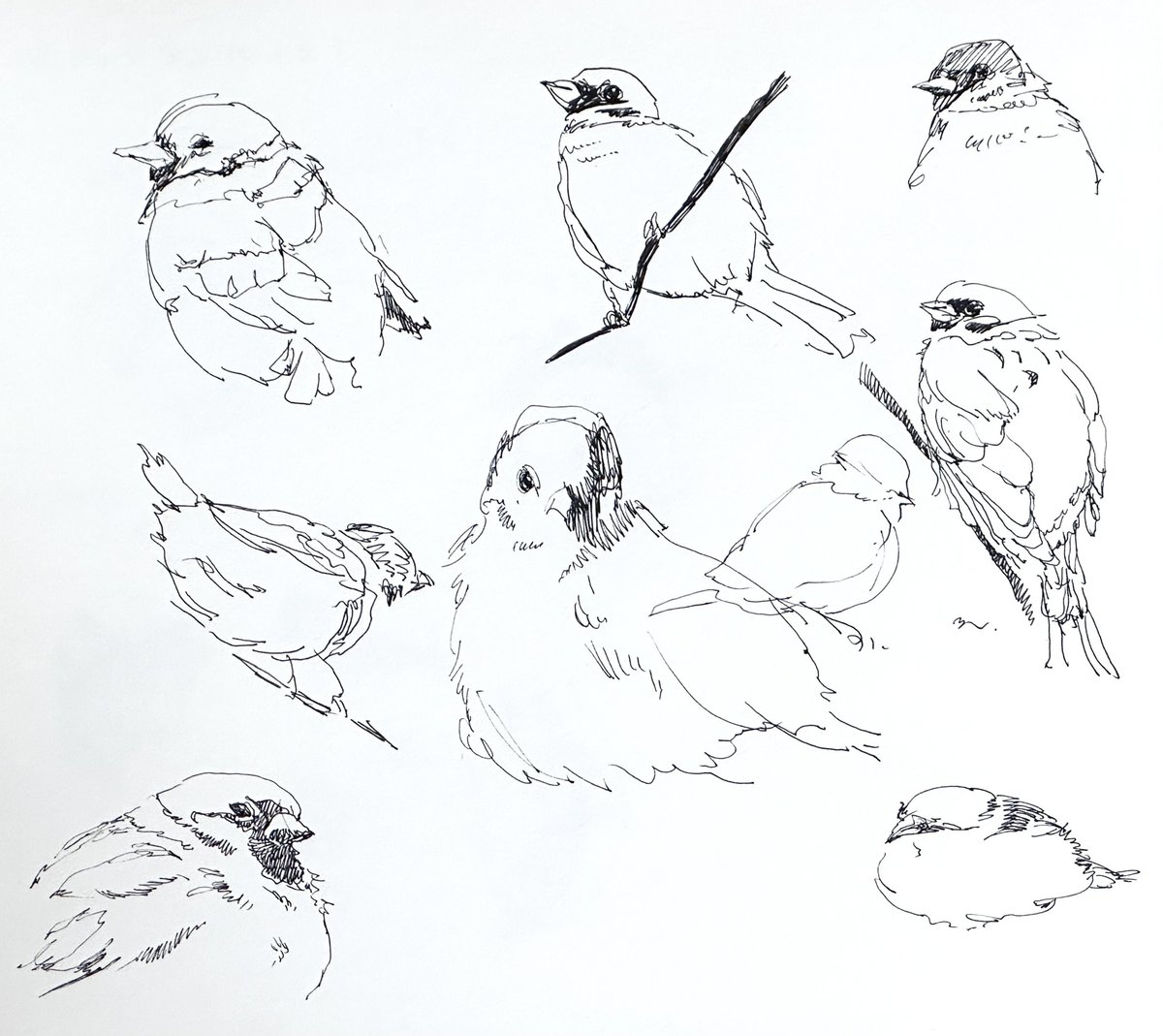 アトリエに住んでいるスズメの話｜美術のじかん / TAKUYA YONEZAWA note