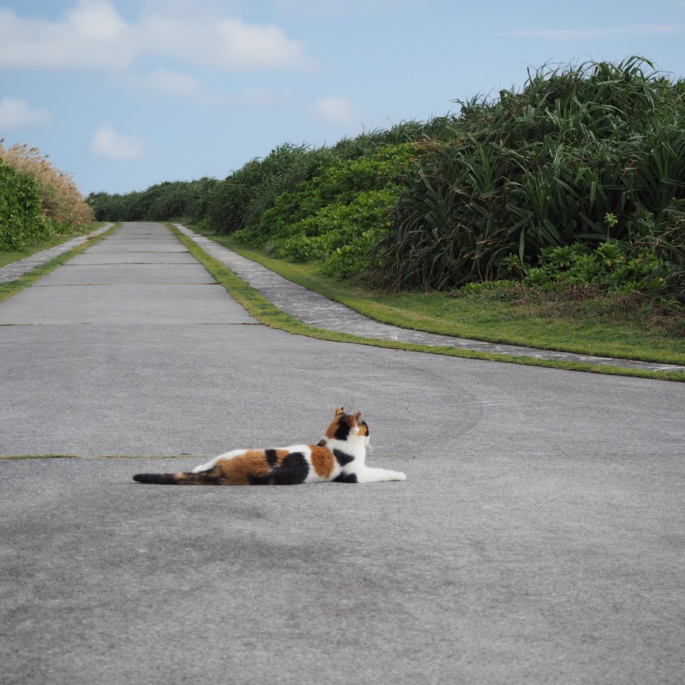 外で会った猫｜rimoco*rimoco
