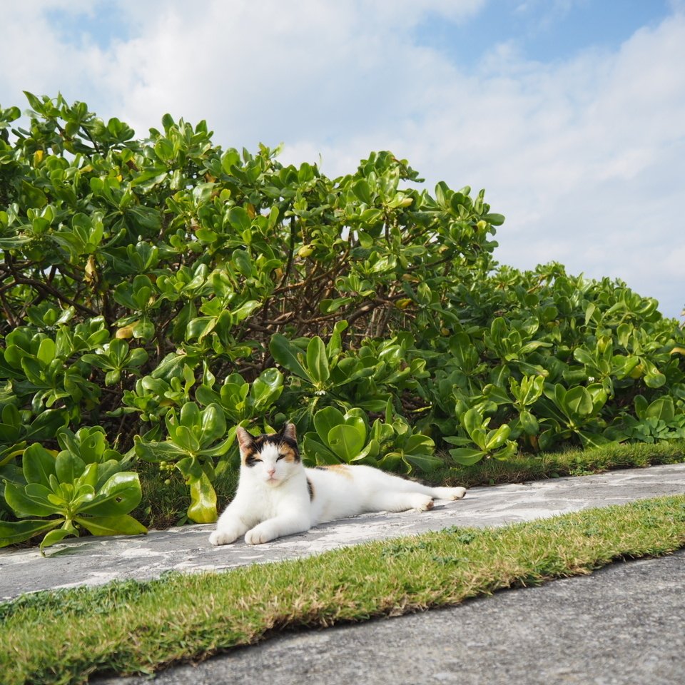 外で会った猫｜rimoco*rimoco