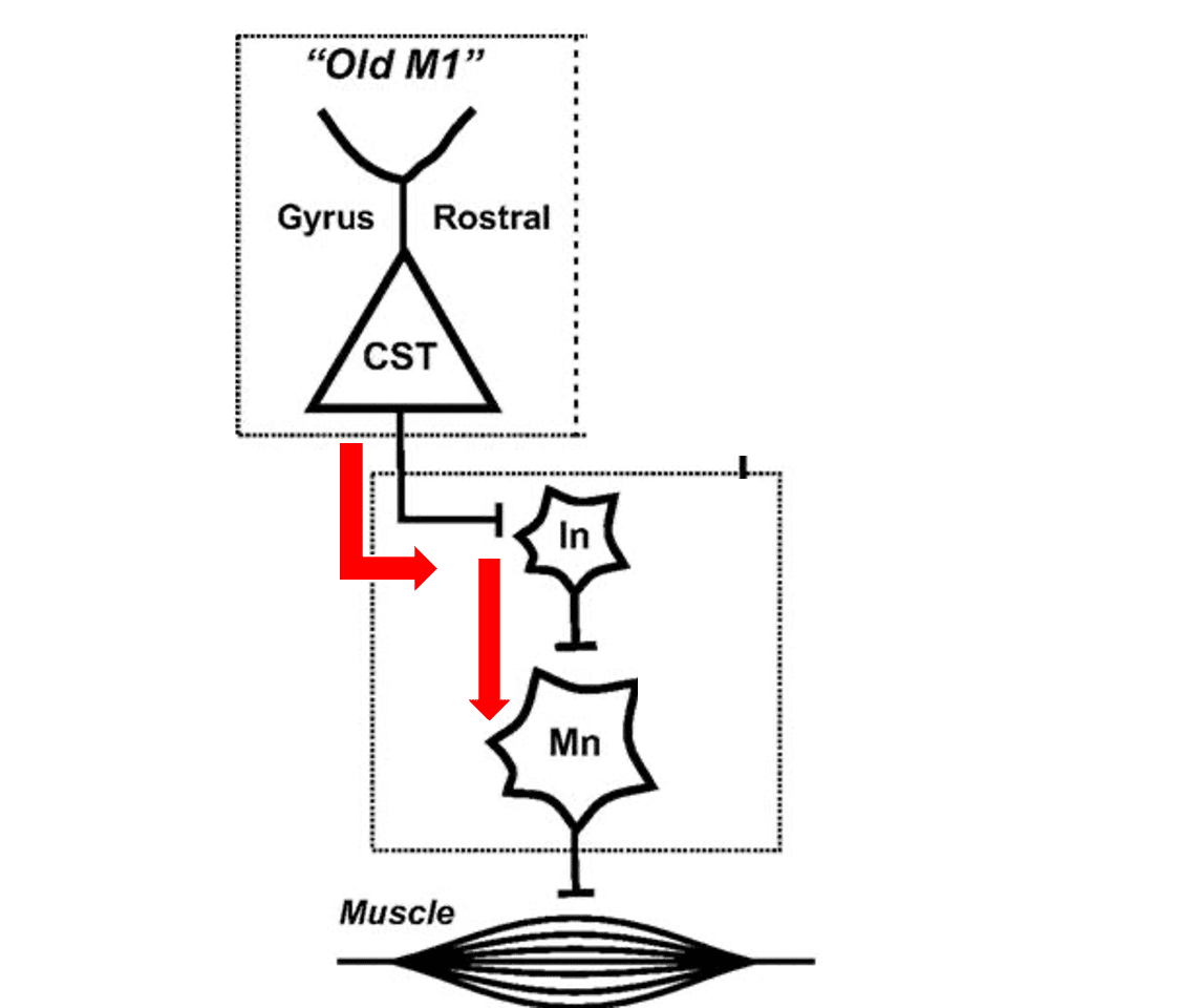 OldM1 NewM1から考える臨床アイディア｜たまの子/理学療法士