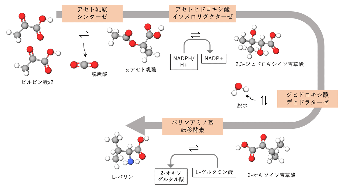 Off Flavor入門〜㉑ダイアセチル後編｜Shiro Yamada